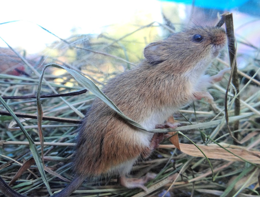 Harvest Mice in the Marsh - East Keswick Wildlife Trust
