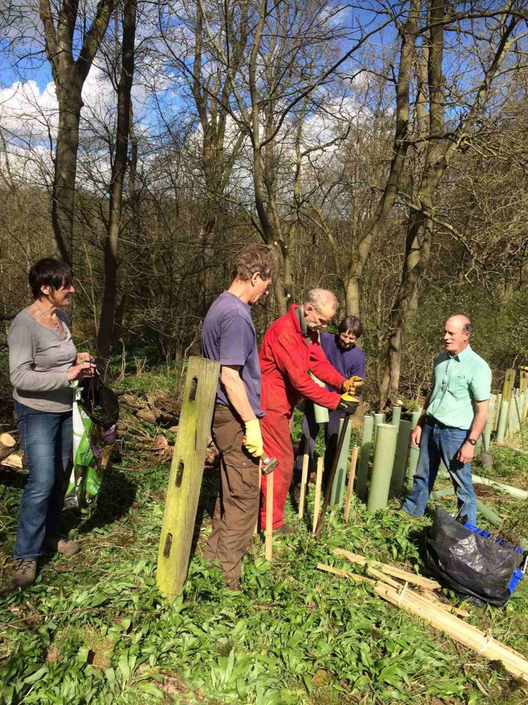 New Hedgeline in Ox Close - East Keswick Wildlife Trust