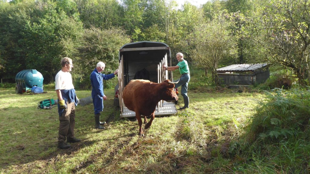 Cows in Ox Close Wood - East Keswick Wildlife Trust